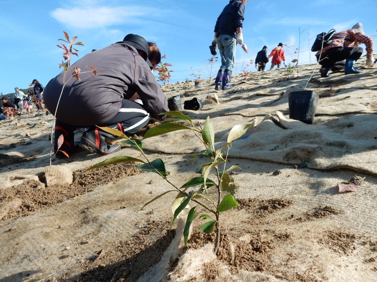 どんぐりプロジェクト（豊間防災緑地） - 藤沢市緑化事業協同組合